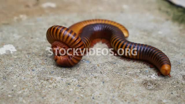 8K close-up of Spirostreptus, a genus of giant millipedes of the family ...